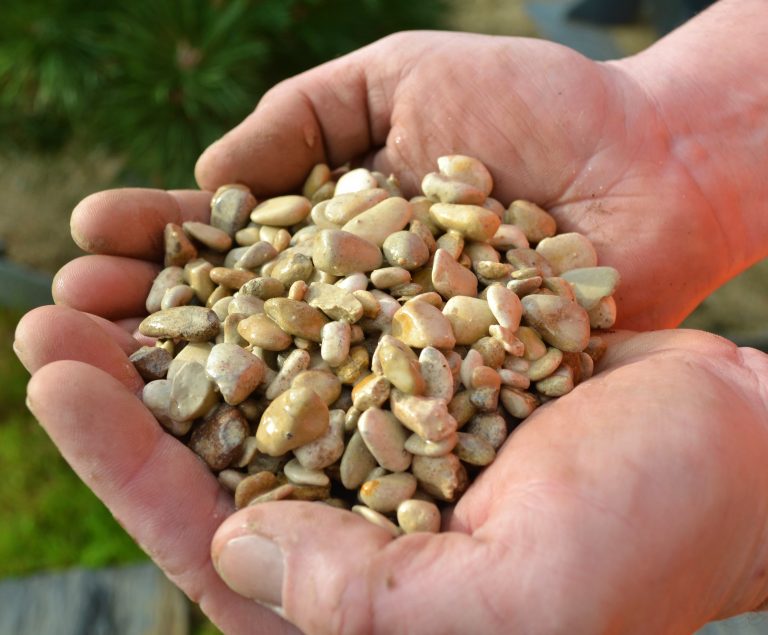 MIGNONETTE – Lemée & fils